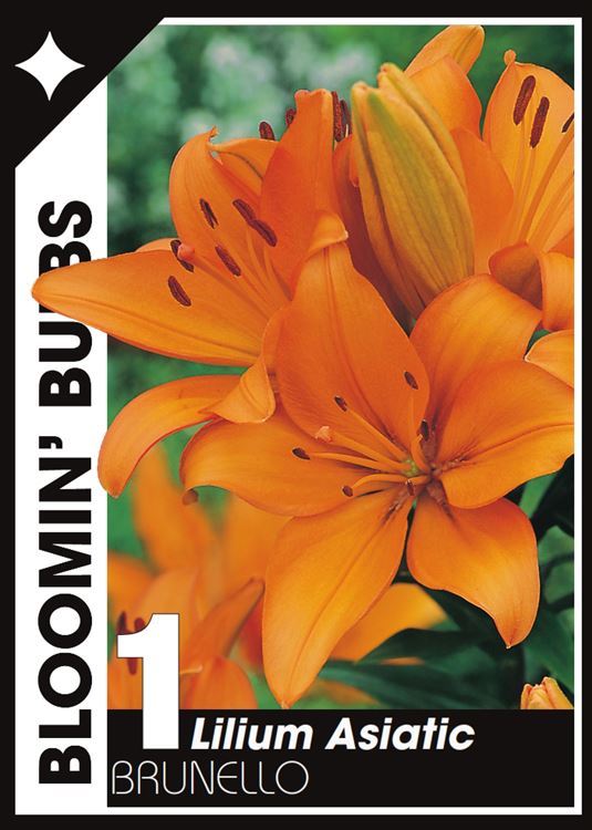 Bloomin Bulbs. Flower Bulbs