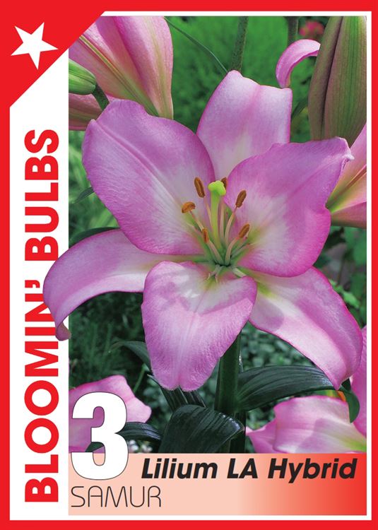 Bloomin Bulbs. Flower Bulbs