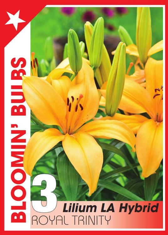 Bloomin Bulbs. Flower Bulbs