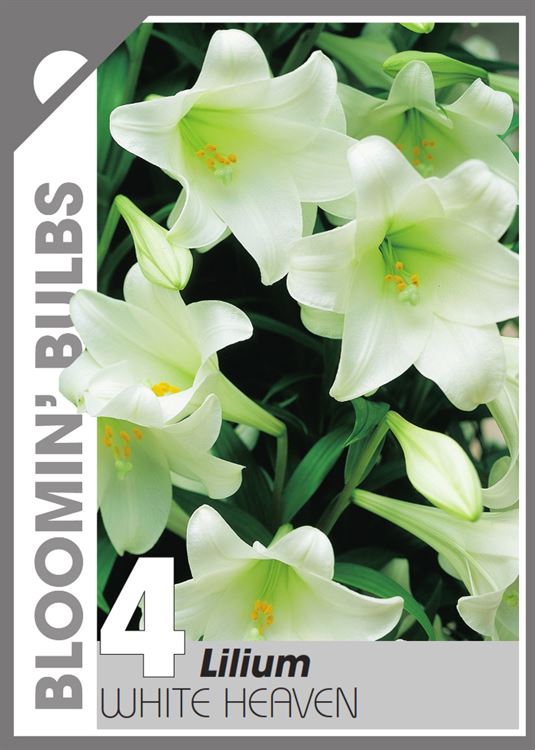 Bloomin Bulbs. Flower Bulbs