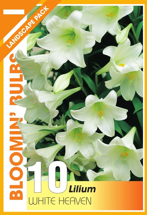 Bloomin Bulbs. Flower Bulbs