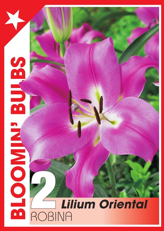 Bloomin Bulbs. Flower Bulbs