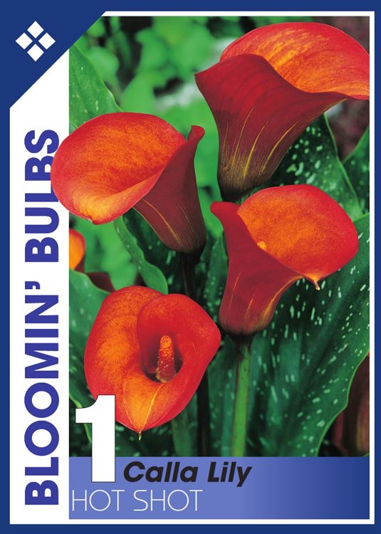 Bloomin Bulbs. Flower Bulbs