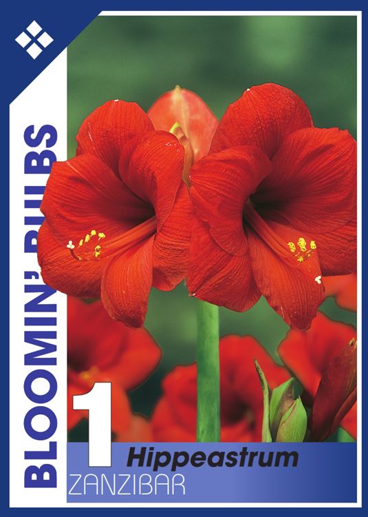 Bloomin Bulbs. Flower Bulbs