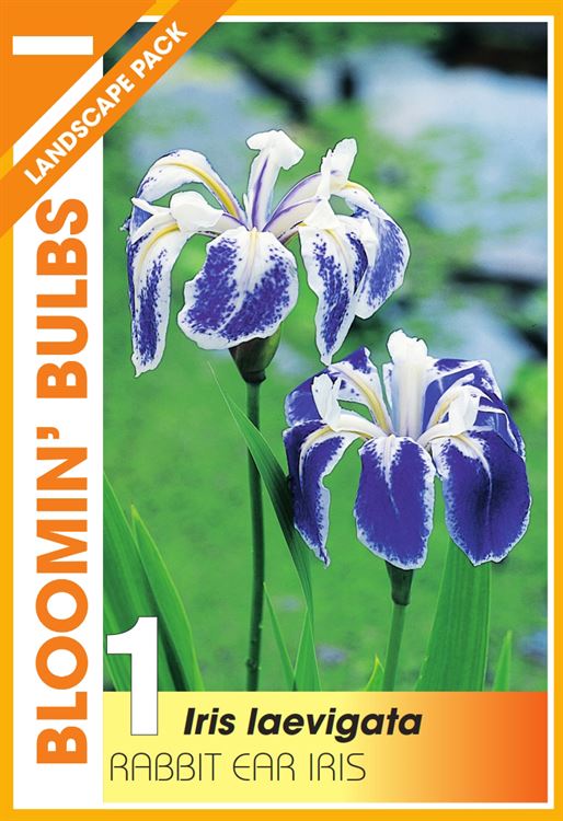 Bloomin Bulbs. Flower Bulbs