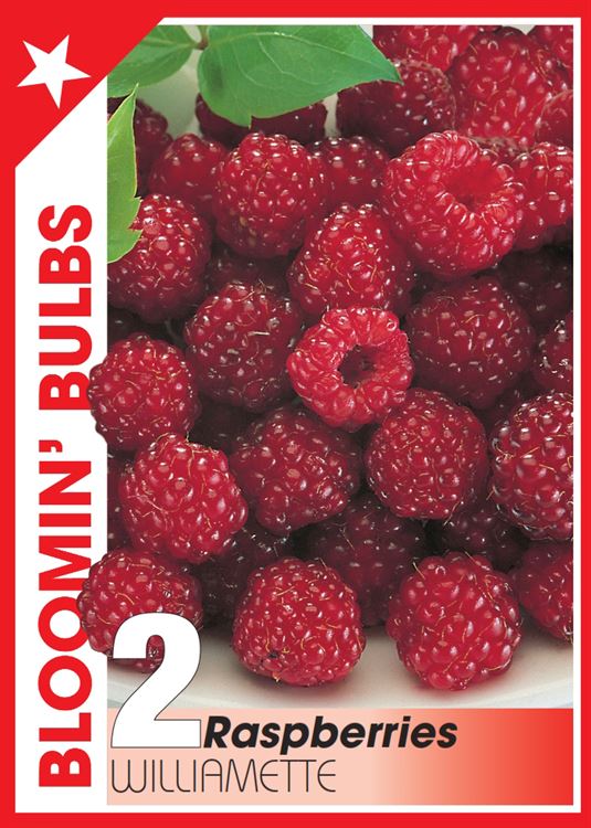 Bloomin Bulbs. Produce Bulbs