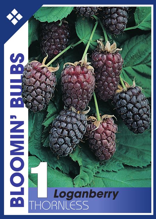 Bloomin Bulbs. Produce Bulbs