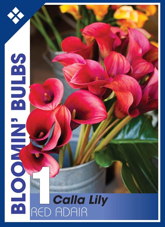 Bloomin Bulbs. Flower Bulbs