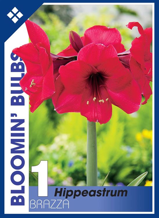 Bloomin Bulbs. Flower Bulbs