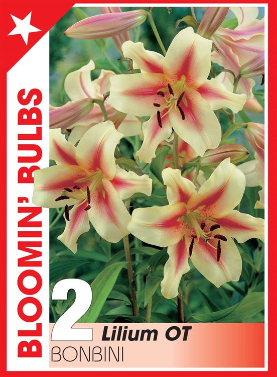 Bloomin Bulbs. Flower Bulbs