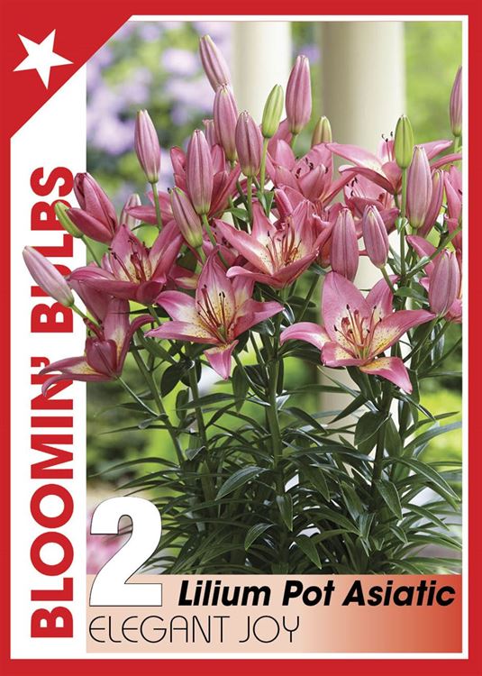 Bloomin Bulbs. Flower Bulbs