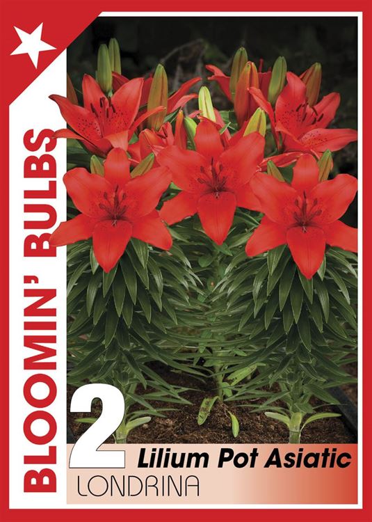 Bloomin Bulbs. Flower Bulbs