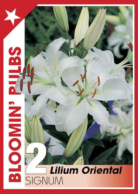 Bloomin Bulbs. Flower Bulbs