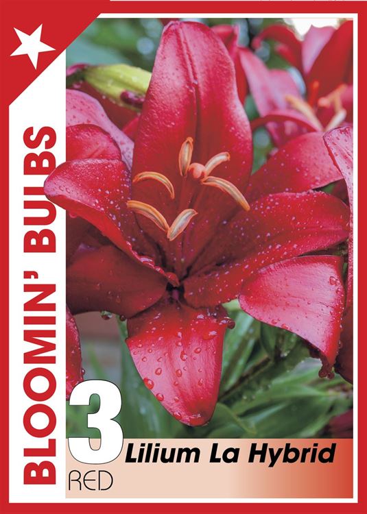 Bloomin Bulbs. Flower Bulbs