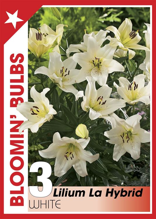 Bloomin Bulbs. Flower Bulbs