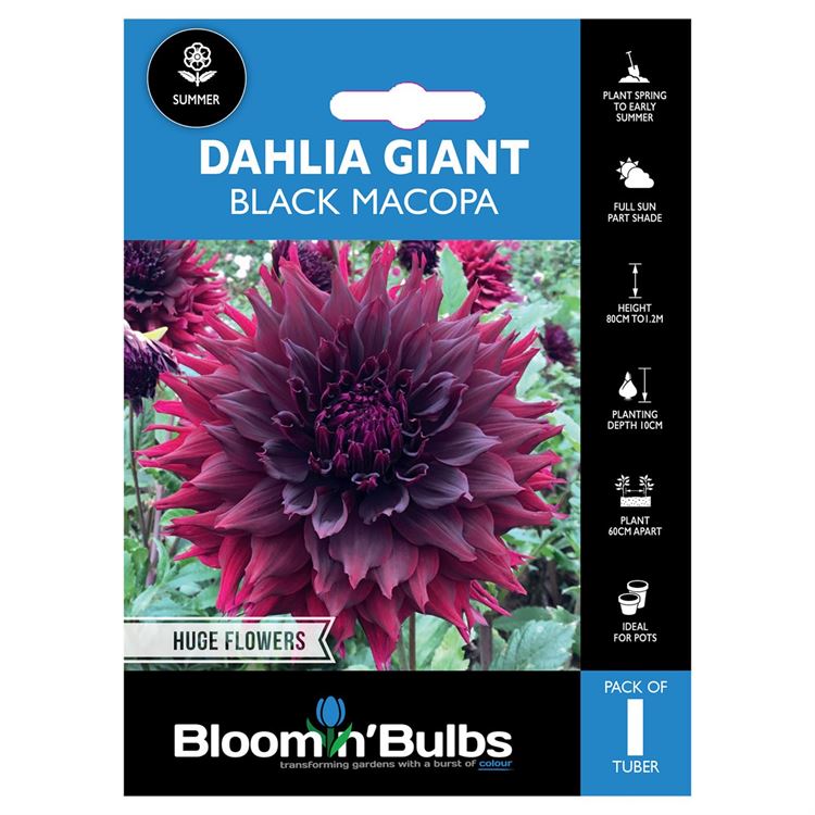 Bloomin Bulbs. Flower Bulbs